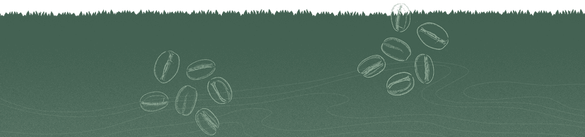 Café Amazon Value Chain